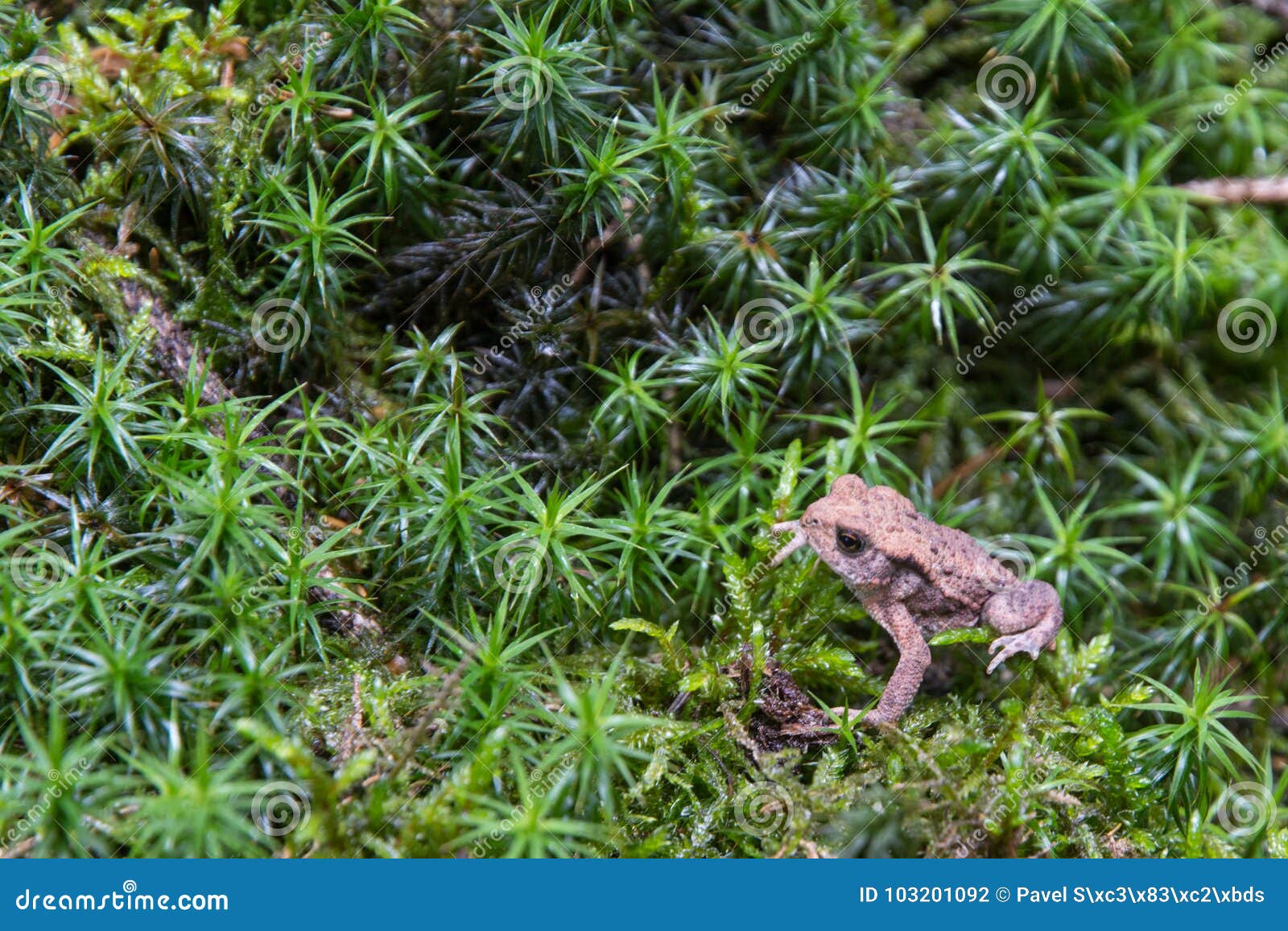 Forest Toad Sitting on Moss Stock Photo - Image of green, frog: 103201092
