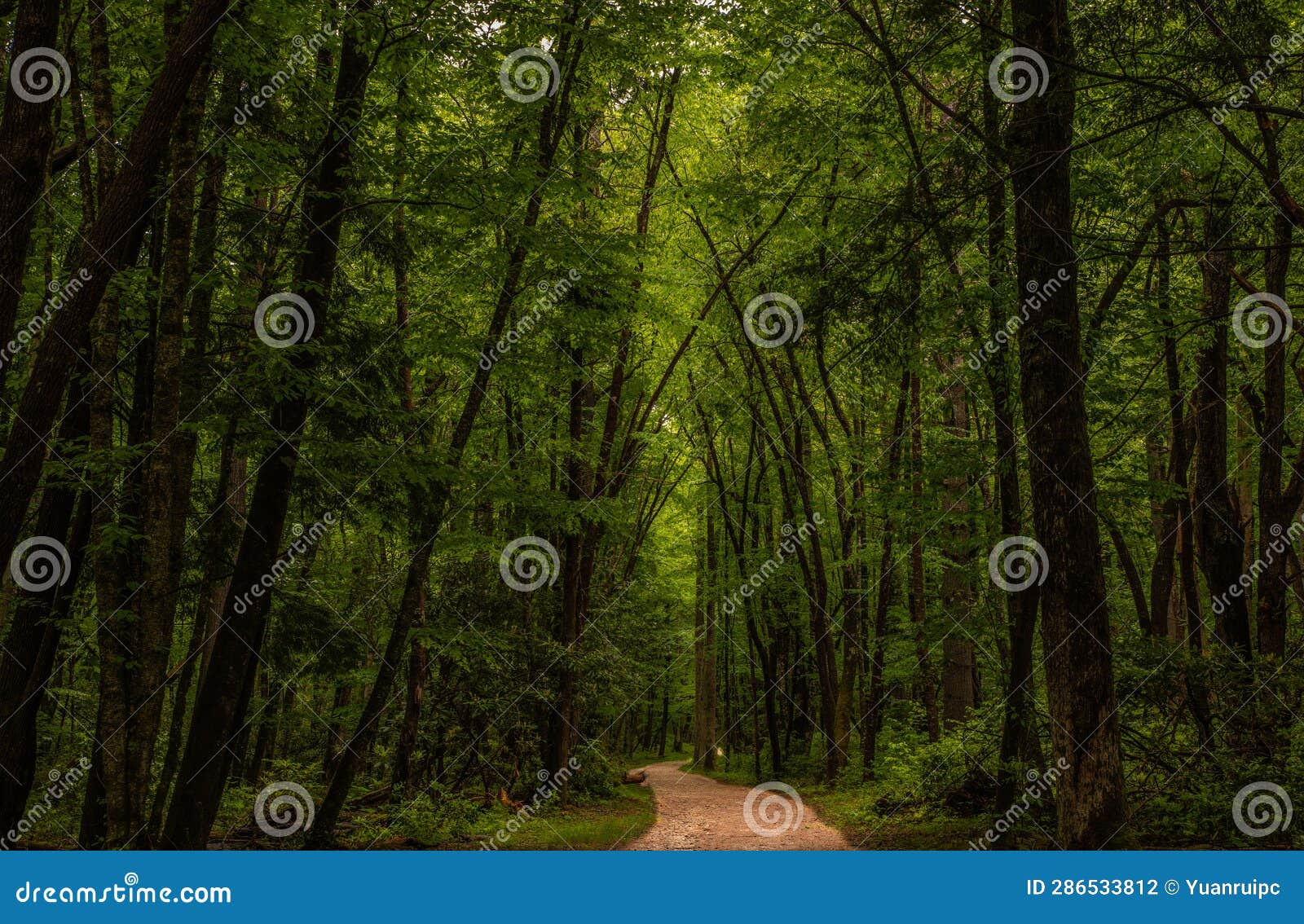 Peaceful Forest with a Trail Stock Photo - Image of nature, trail ...