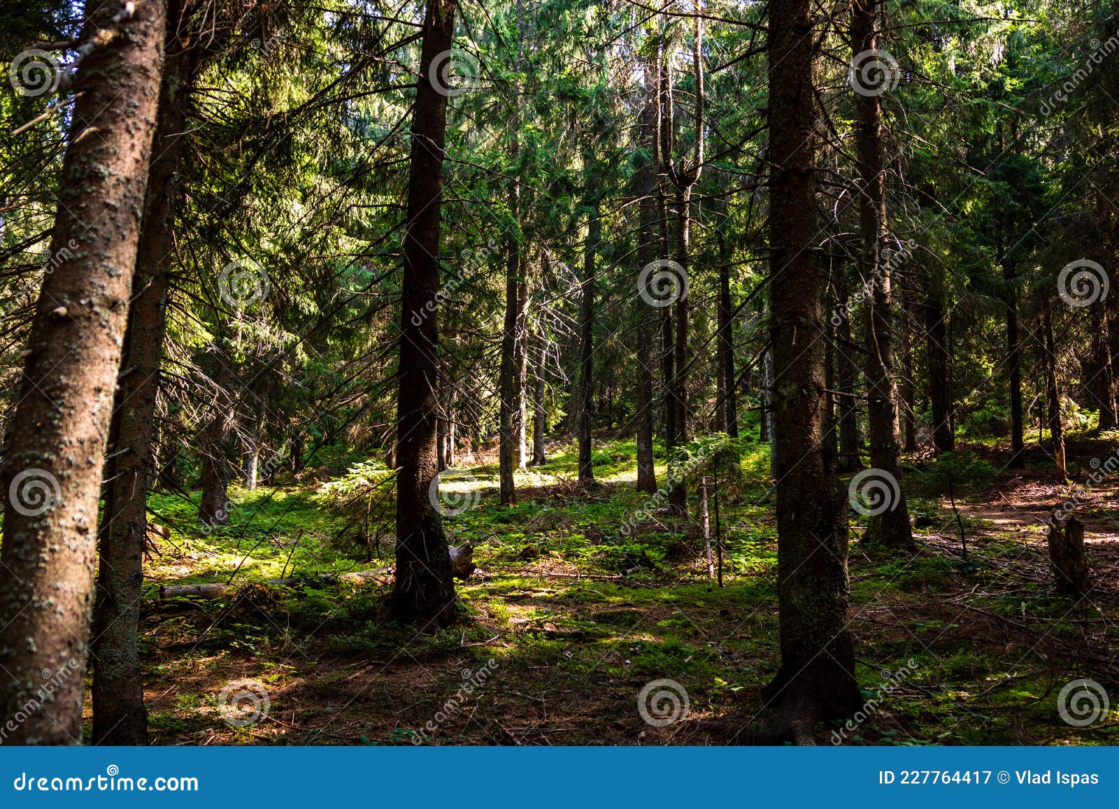 View through Forest Trees, Sunlights Over the Mountain Forest Details ...