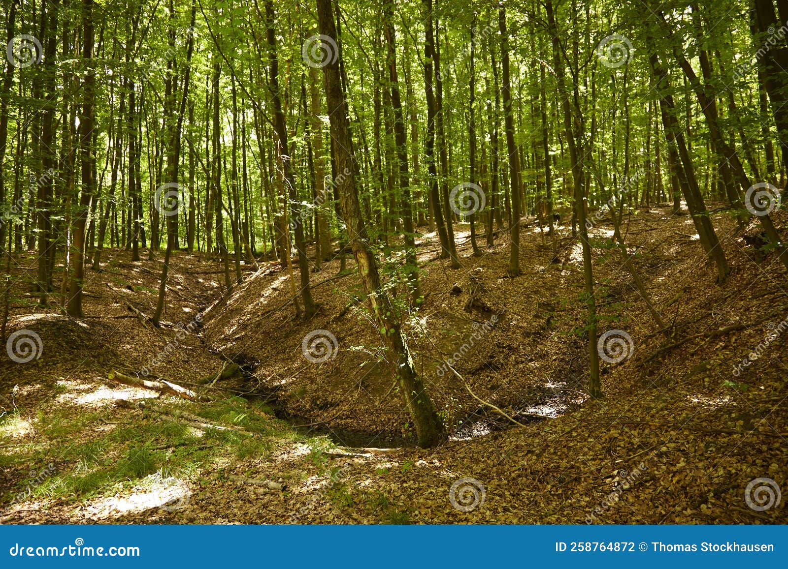 View into a Forest Trough Grass and Trees Stock Photo - Image of ...
