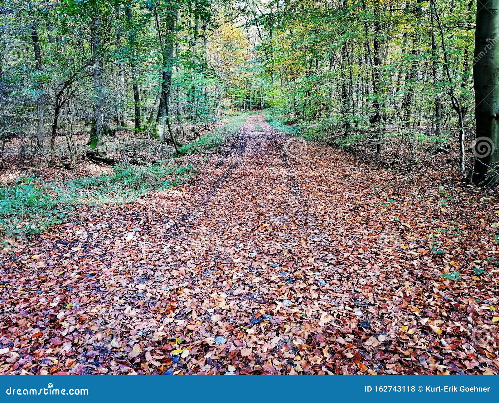 View in the forest stock photo. Image of view, colorful - 162743118