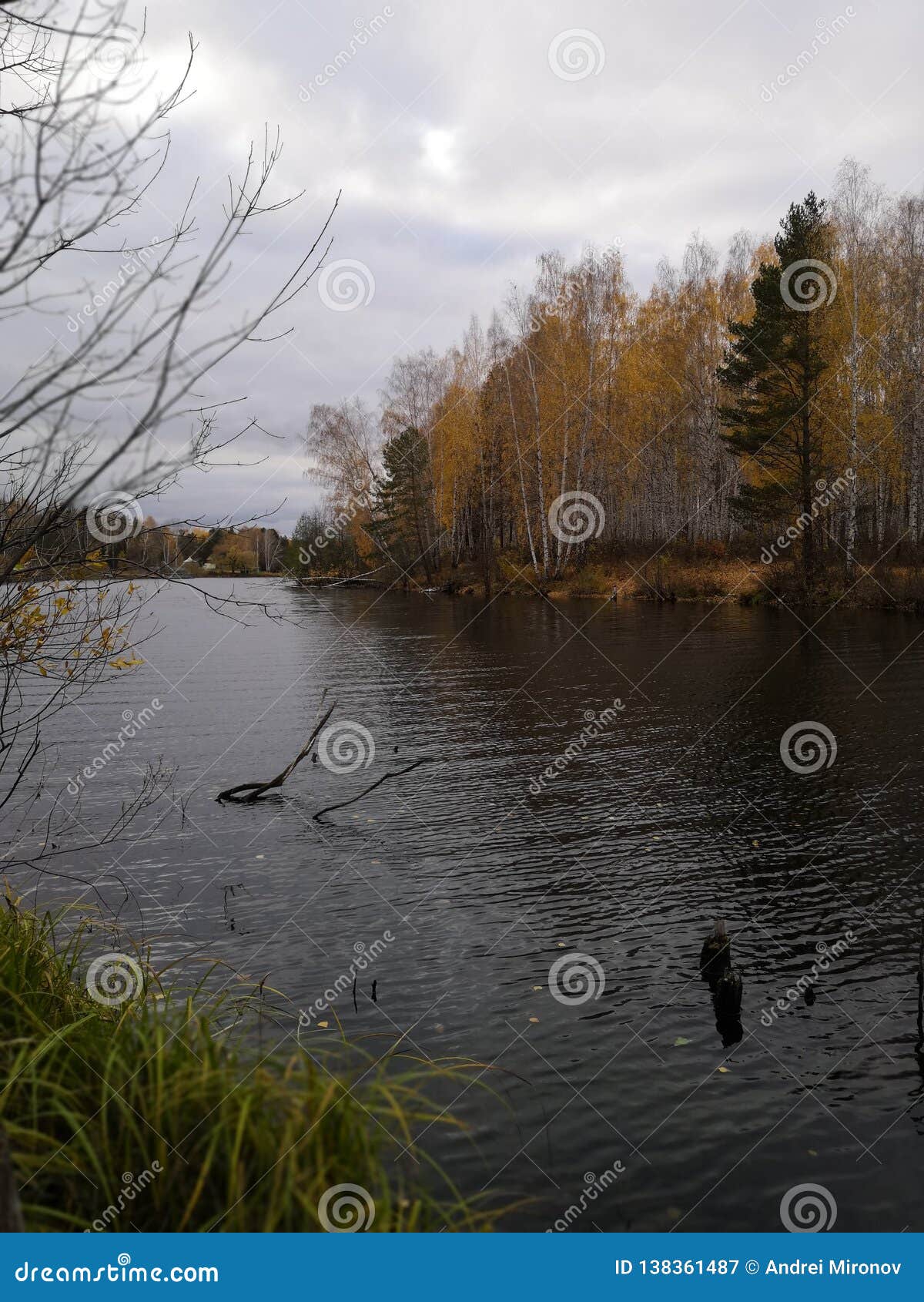 View of the Forest and Water Stock Image - Image of beautiful, water ...