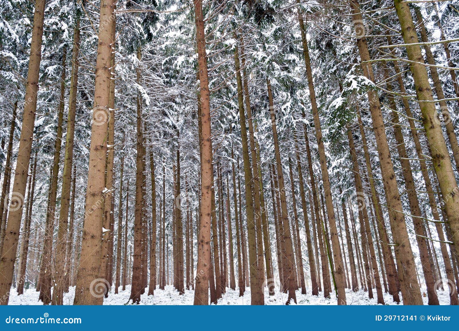 High Trees in Forest in Winter Stock Image - Image of light, nature ...