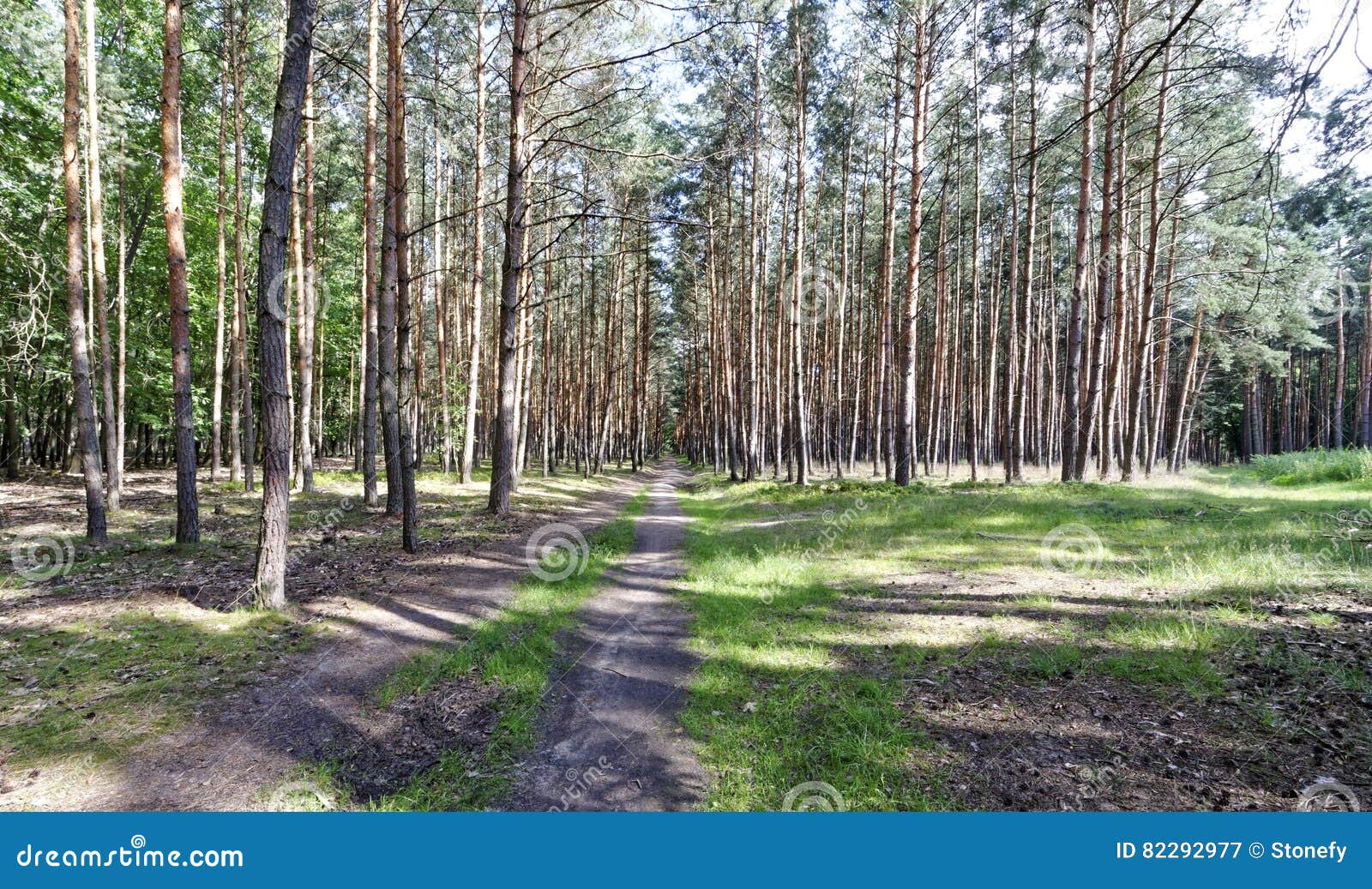 View Forestland Multiple Trees Stock Photos - Free & Royalty-Free Stock ...