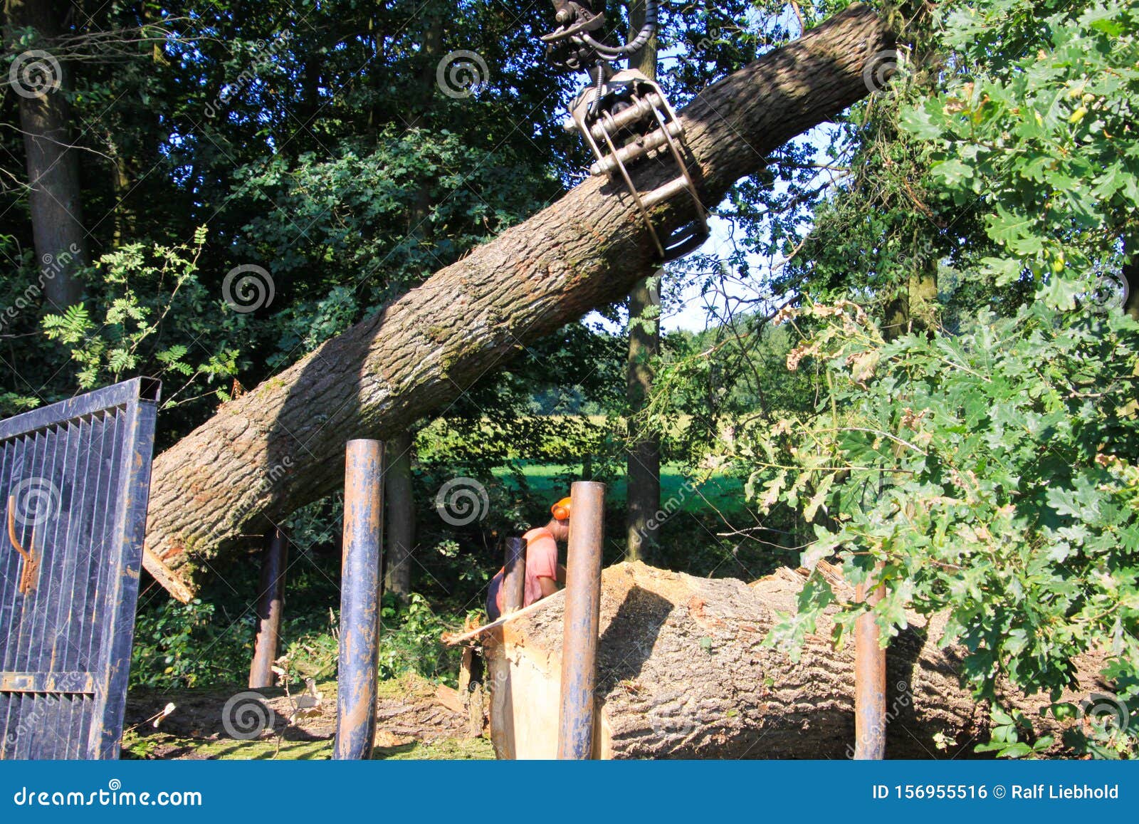 View on Forestry Work. a Forest Crane Loads Cut Down Tree Trunks on ...