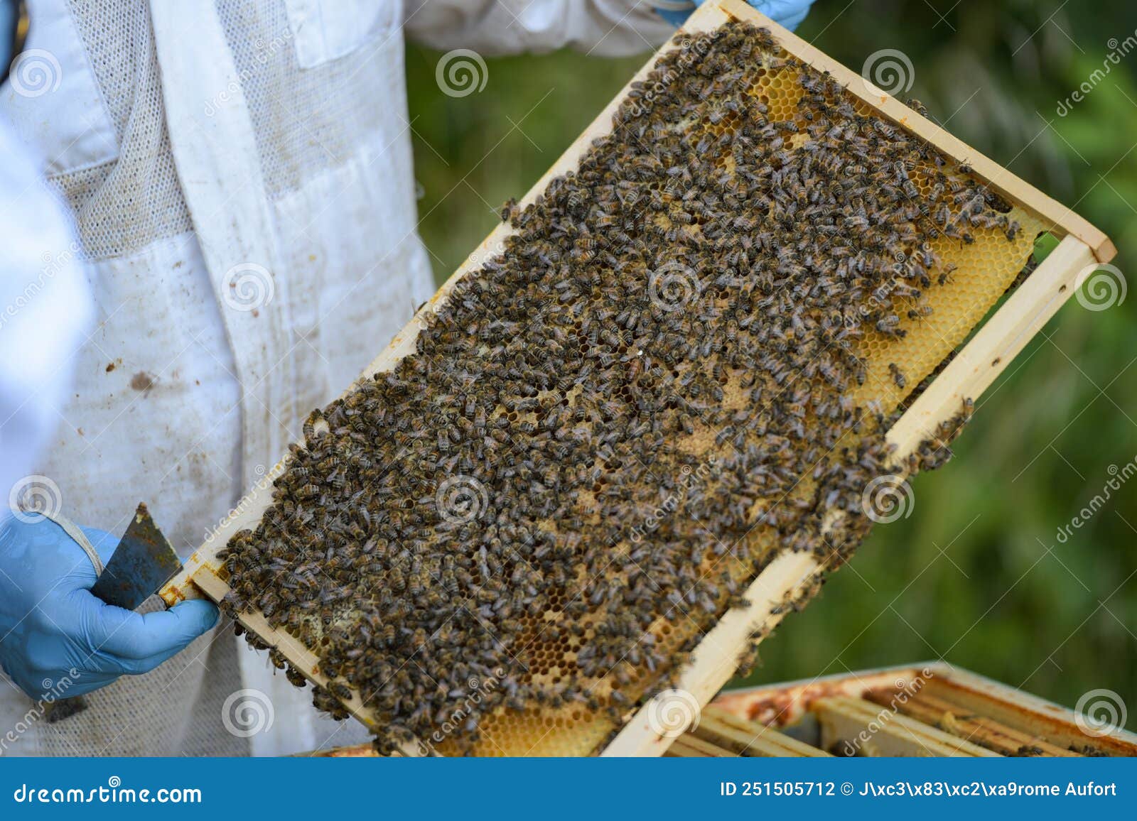 View of the Frame of a Beehive Stock Photo - Image of activity, frame ...