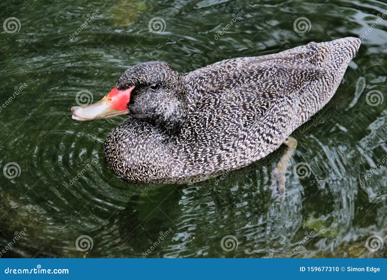 A view of a Freckled Duck stock photo. Image of ducks - 159677310