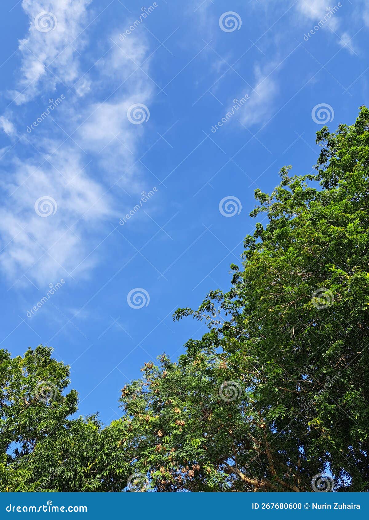 This is View of Fresh Clean Nature Environment with Trees Stock Photo ...