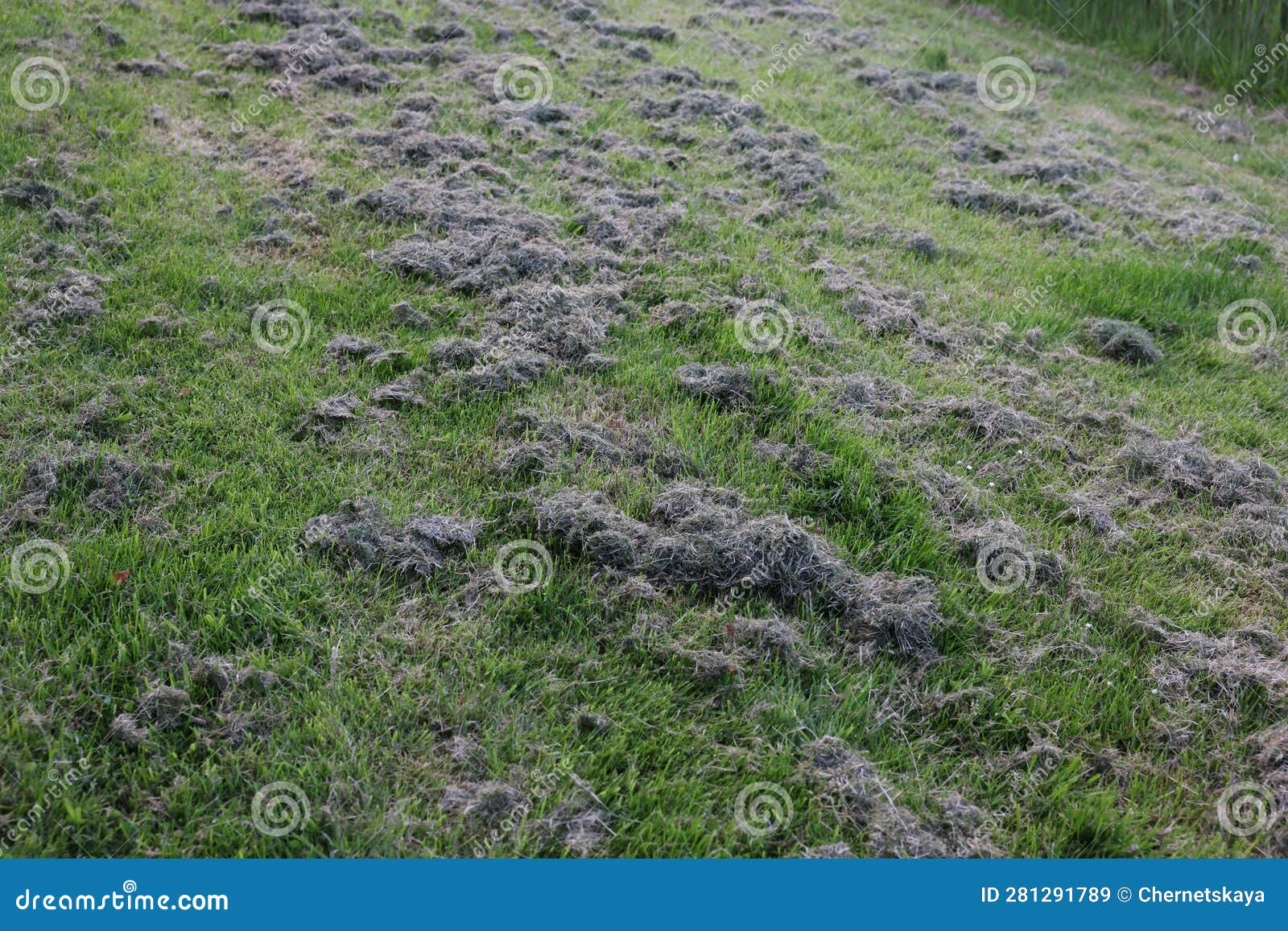 View of Fresh Cut Green Grass Stock Image - Image of background ...