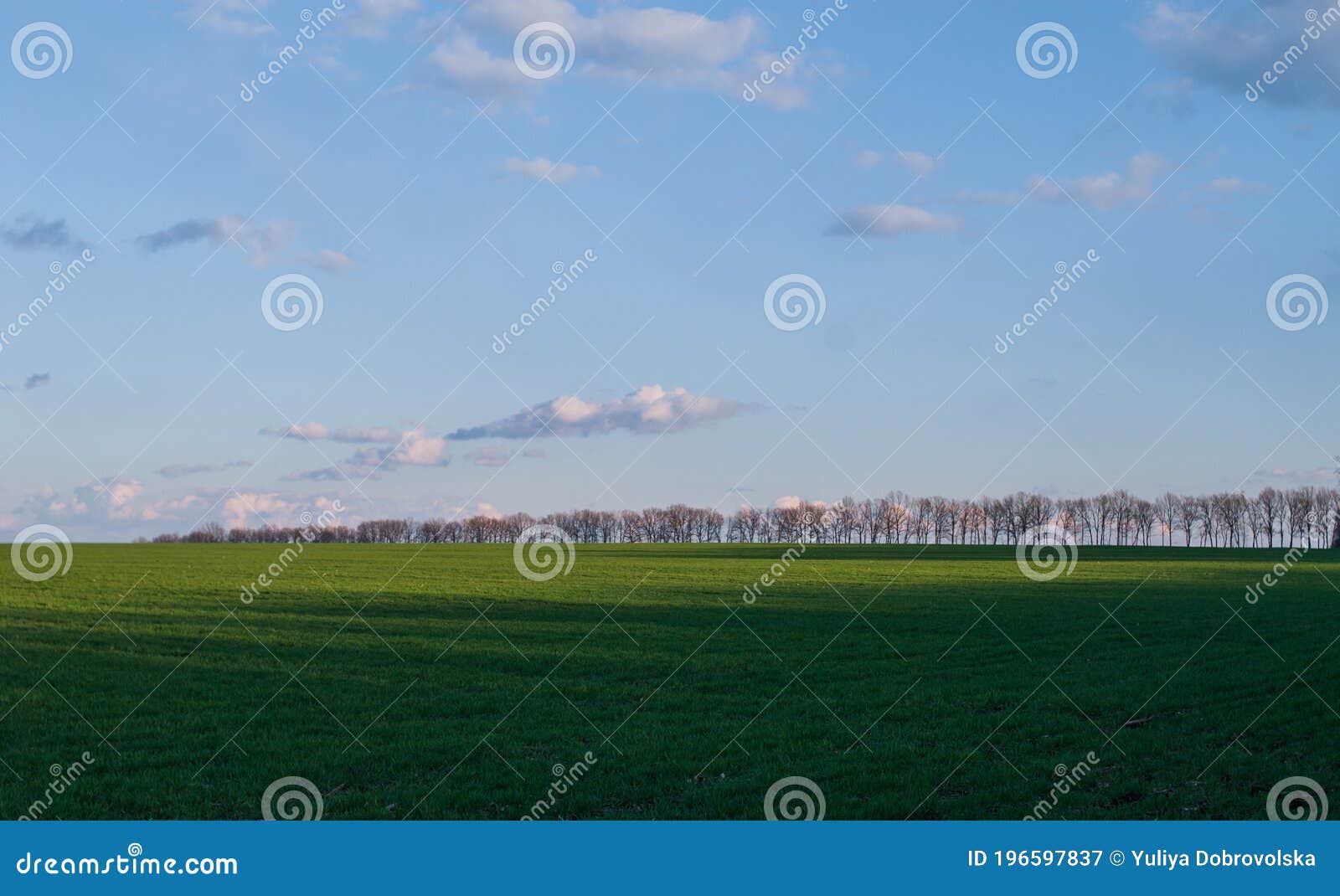 View of a Fresh Spring Field. There are Trees on the Horizon Stock ...