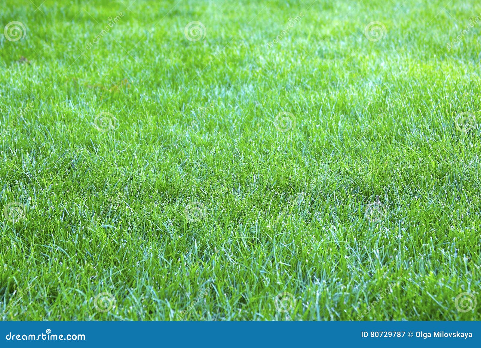 View of Fresh Spring Green Grass Stock Image - Image of greenery ...