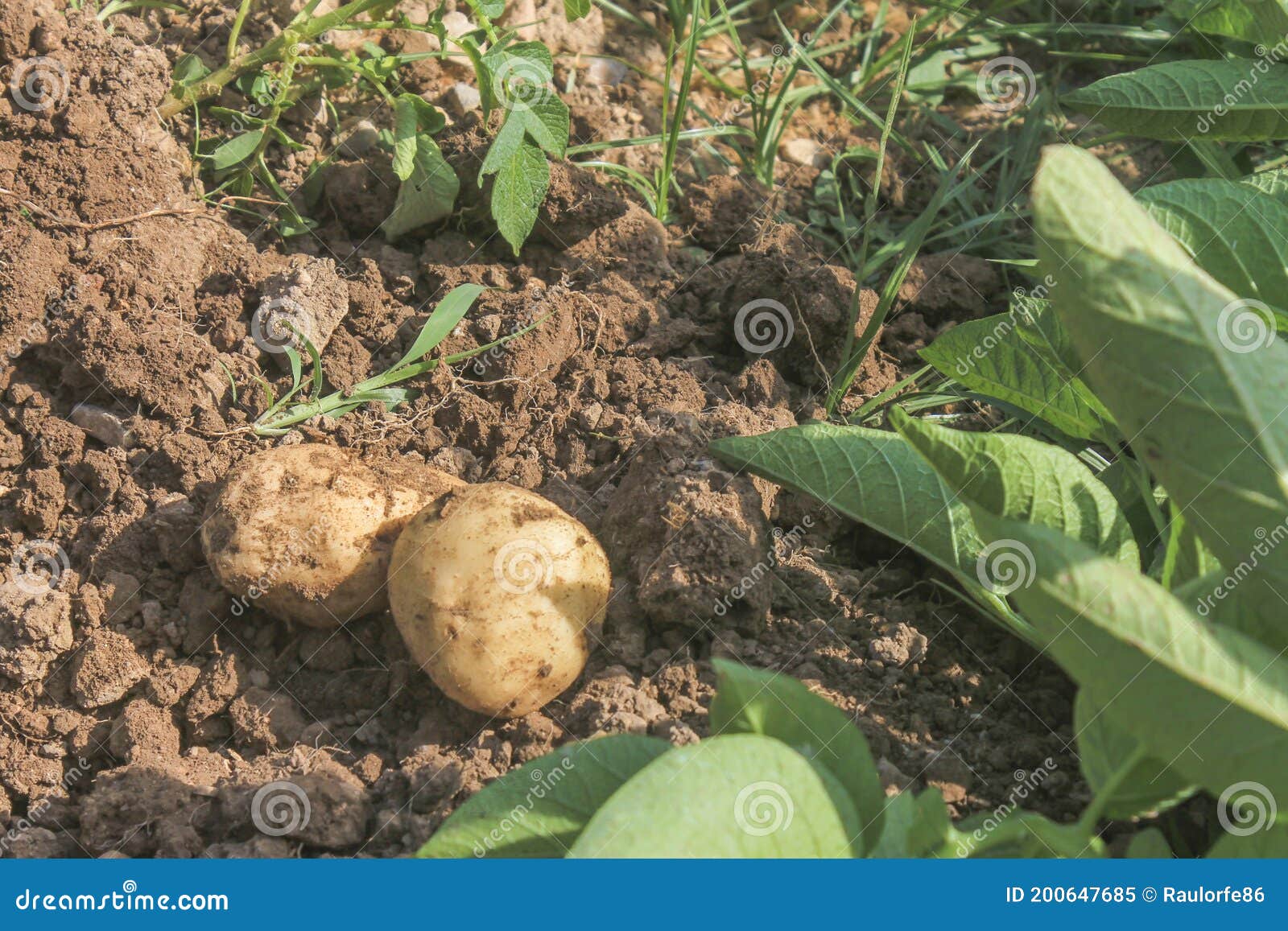 Freshly Dug Potatoes Lying On Ground Royalty-Free Stock Photography ...