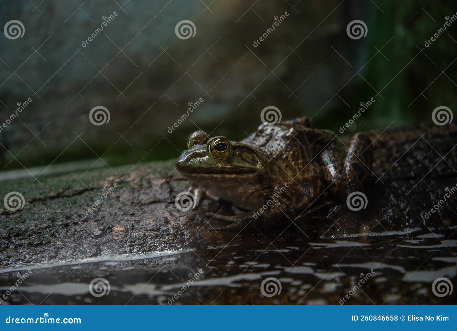 Frogs In Hatchery Well Farm Royalty-Free Stock Photography ...