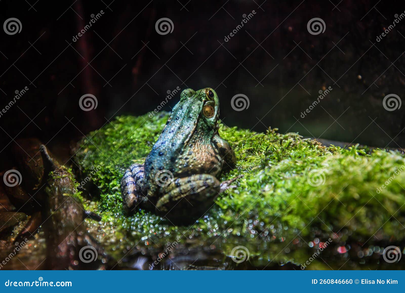 Frogs In Hatchery Well Farm Royalty-Free Stock Photography ...