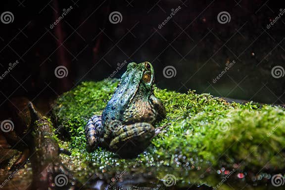 Frogs on display stock photo. Image of amphibian, green - 260846660