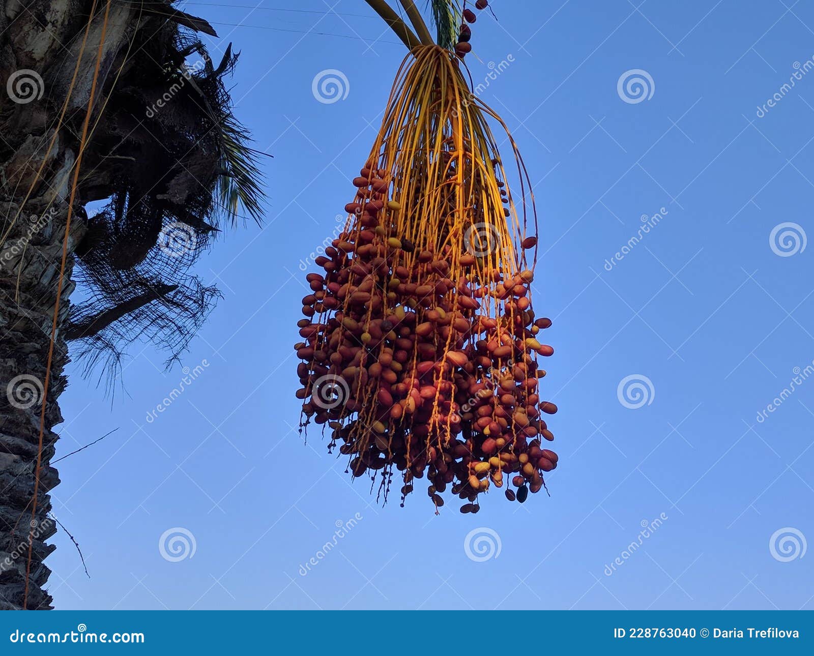 Fruit Ripe Figs Growing on a Palm Tree Stock Photo - Image of exotic ...