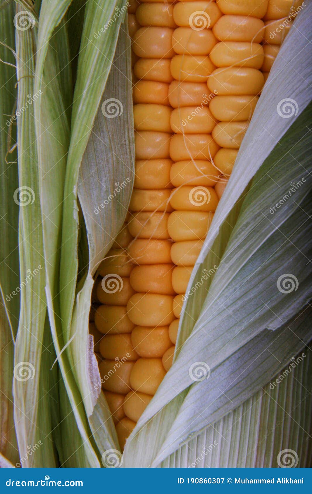 View a Full Corn with Skin Marked by Large Yellow Grains with a Black ...