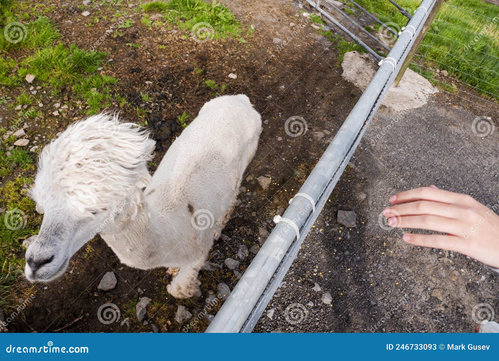 View on a Funny Looking Hungry Lama in an Open Farm or Zoo. High View ...