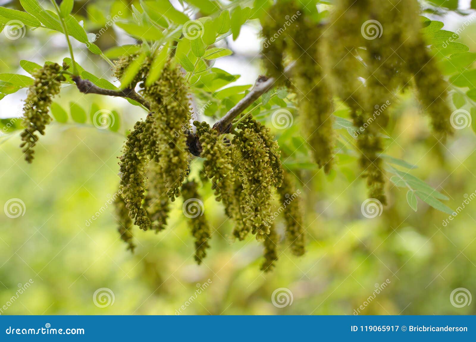 The Small Fuzz Seeds on the Tree Branches Stock Image - Image of allege ...