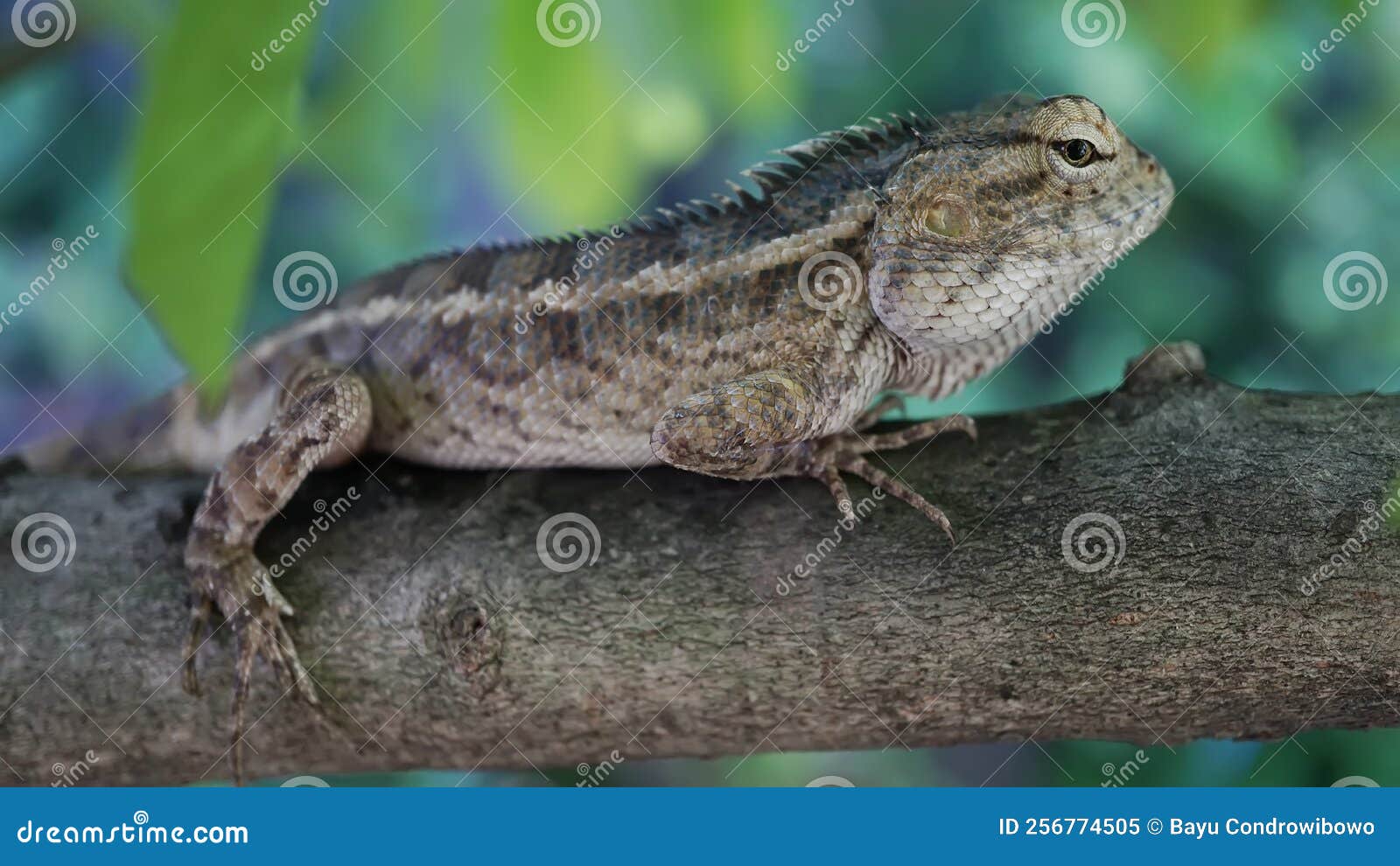 View of Garden Lizards on Tree Trunks Stock Image - Image of fauna ...
