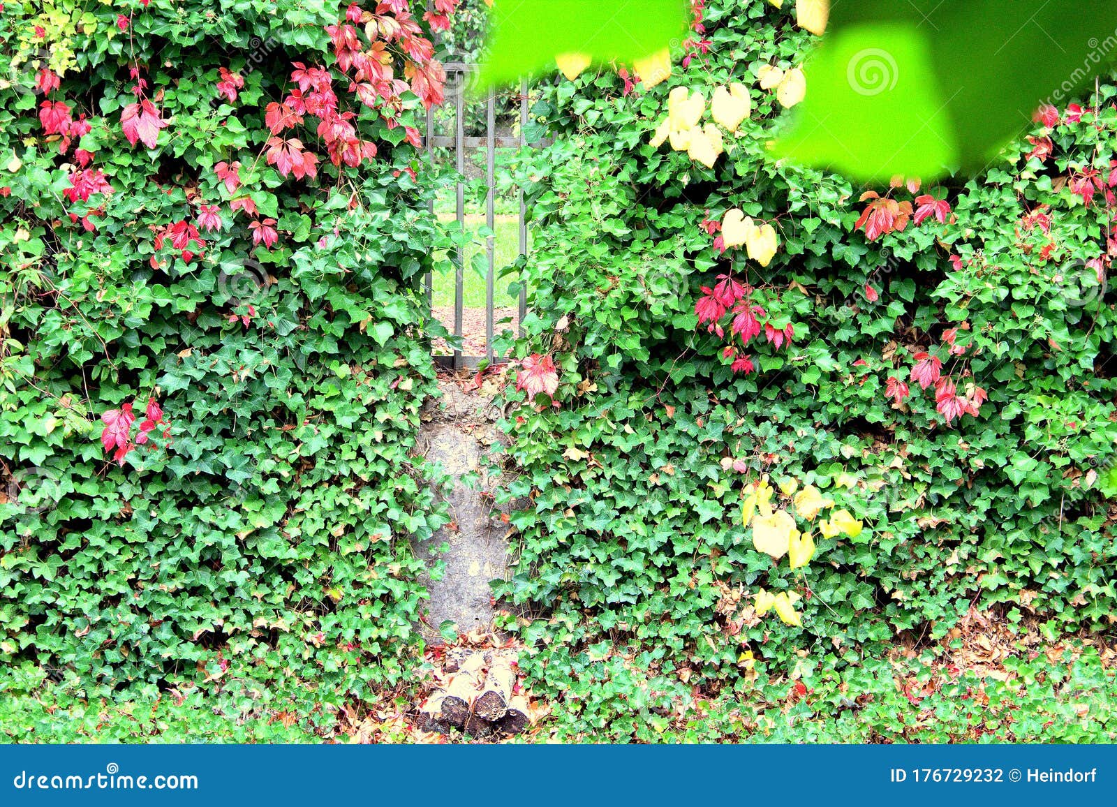 View of a Garden Overgrown with Ivy and Vines Stock Photo - Image of ...
