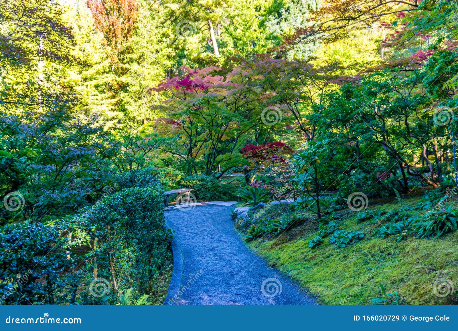 Path Bench and Trees 2 stock image. Image of trees, autumn - 166020729