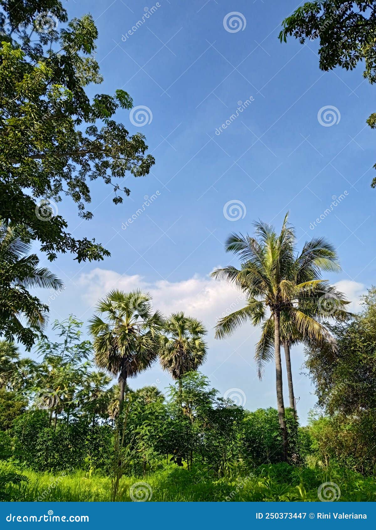The View in the Garden is Supported by the Clear Sky and Greenery Stock ...
