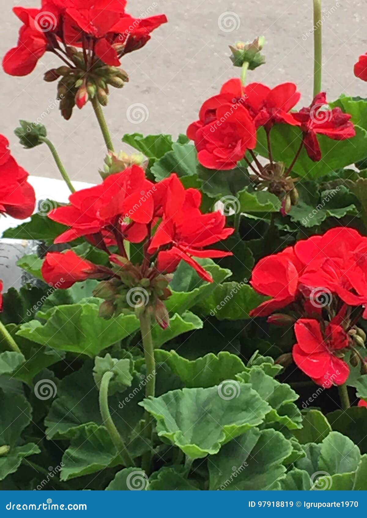 View of geraniums in bloom stock image. Image of view - 97918819
