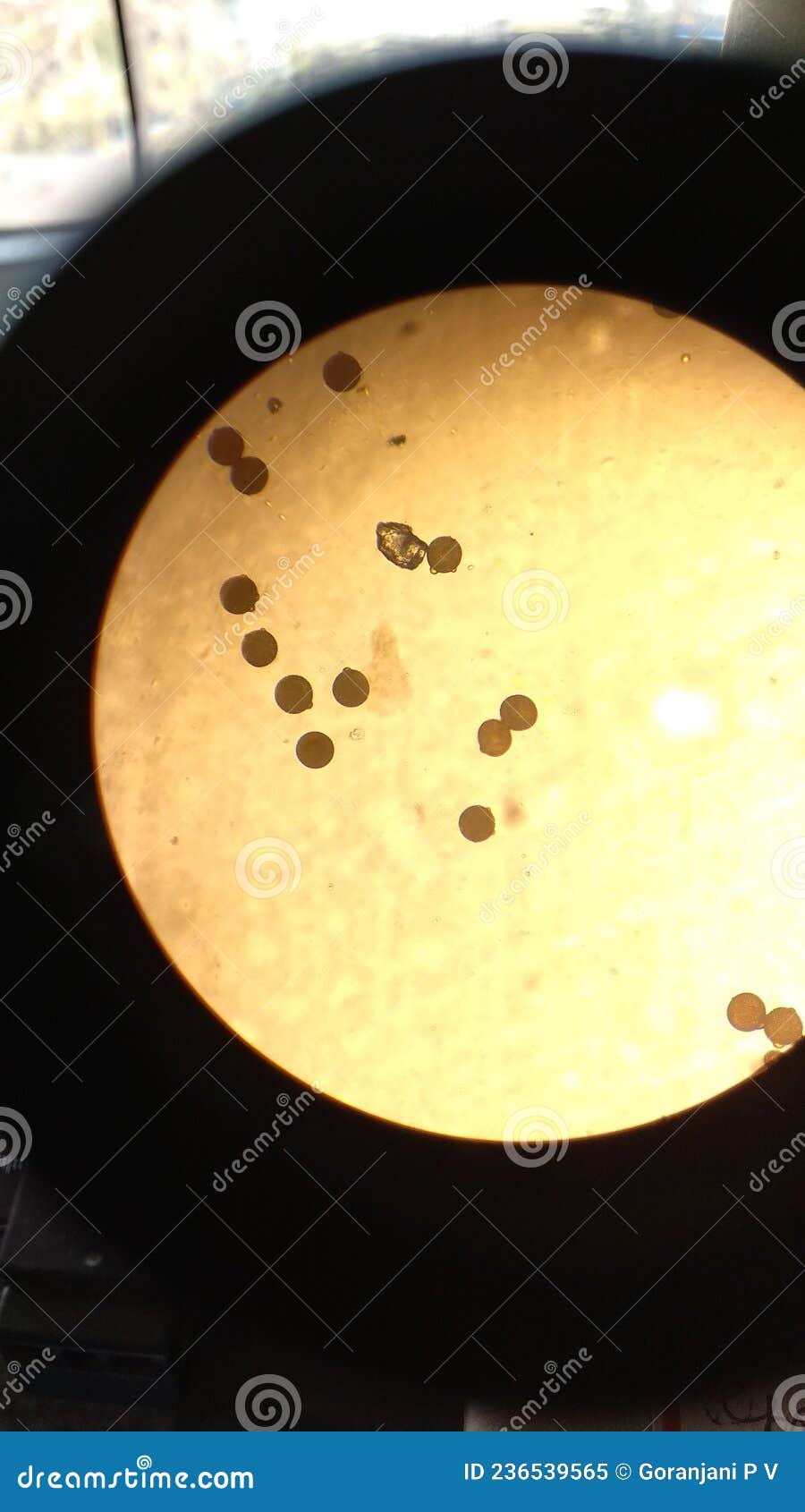 View of Germination of Pollen Grains Under Microscope Stock Image ...