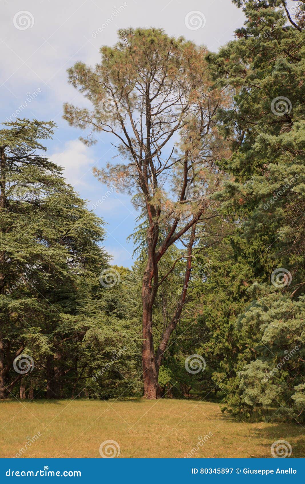 View of ghost pine stock image. Image of trees, tree - 80345897