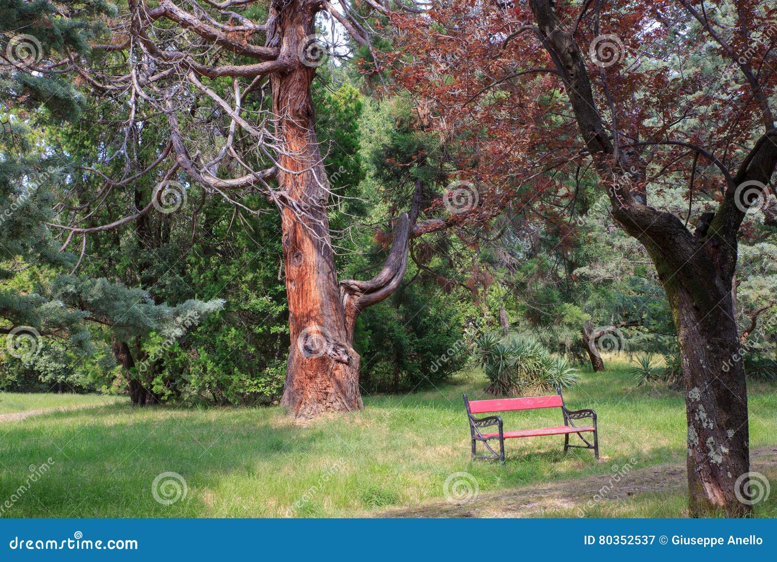 View of ghost pine stock image. Image of green, season - 80352537