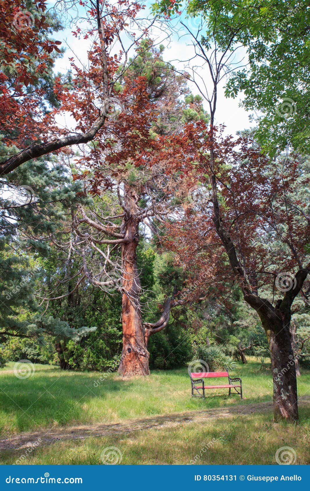 View of ghost pine stock image. Image of trieste, gray - 80354131