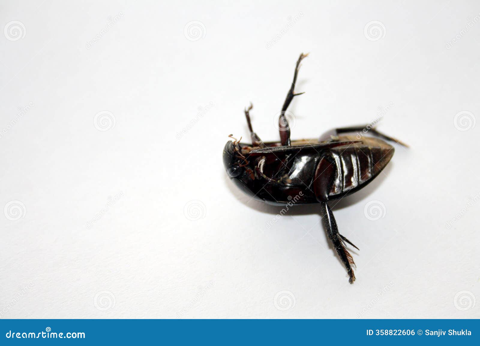 View of Giant Black Water Beetle (Hydrophilus Triangularis) from Lower ...