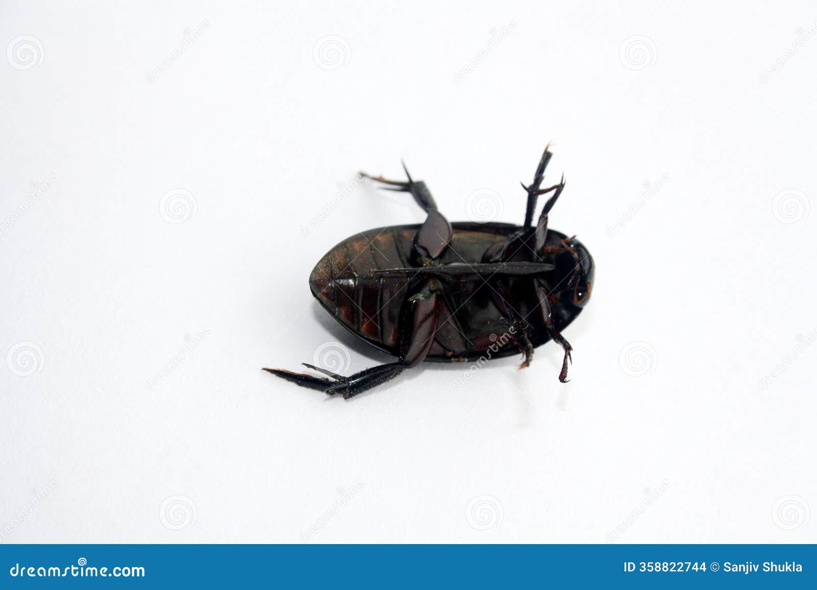 View of Giant Black Water Beetle (Hydrophilus Triangularis) from Lower ...