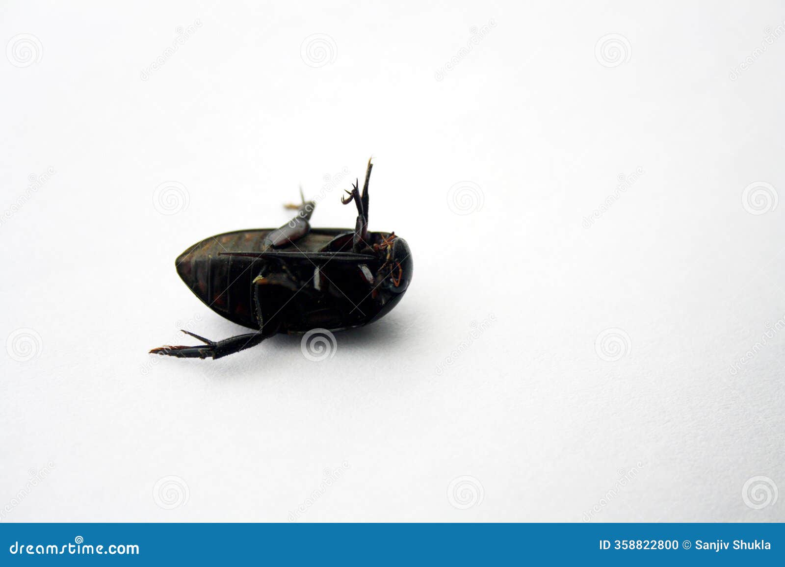 View of Giant Black Water Beetle (Hydrophilus Triangularis) from Lower ...