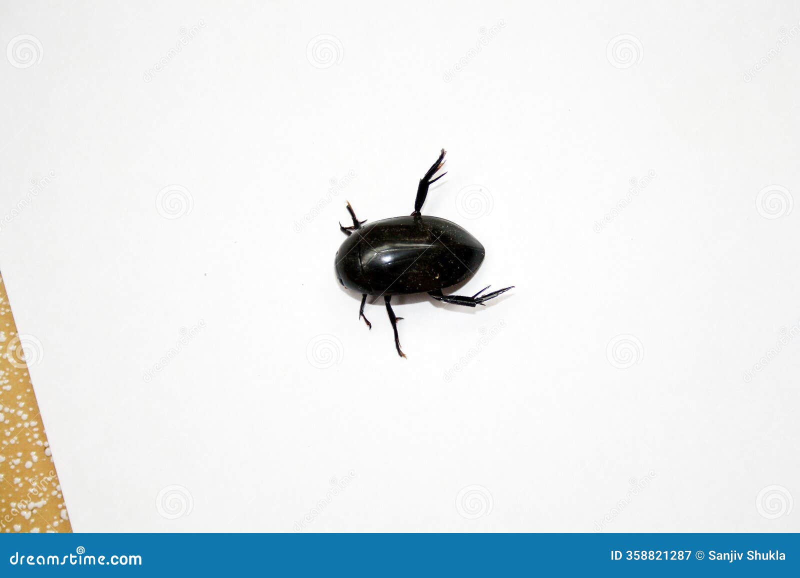 View of Giant Black Water Beetle (Hydrophilus Triangularis) from the ...
