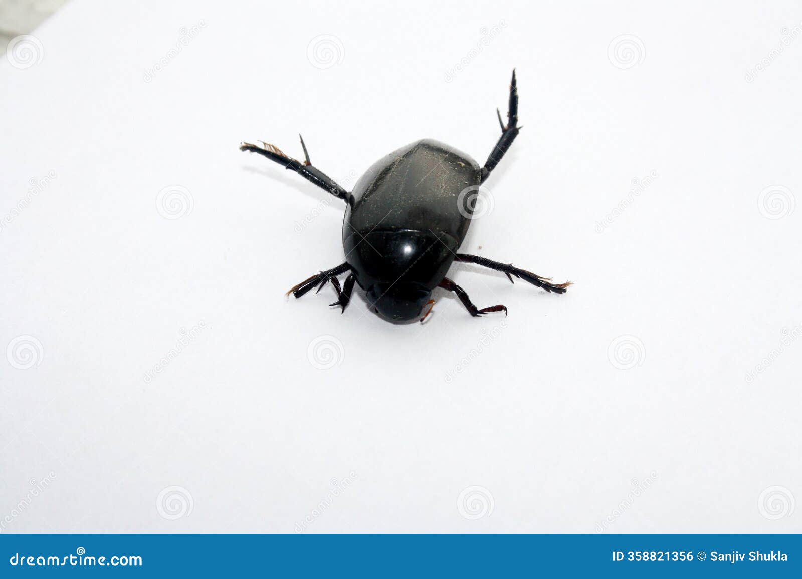 View of Giant Black Water Beetle (Hydrophilus Triangularis) from the ...