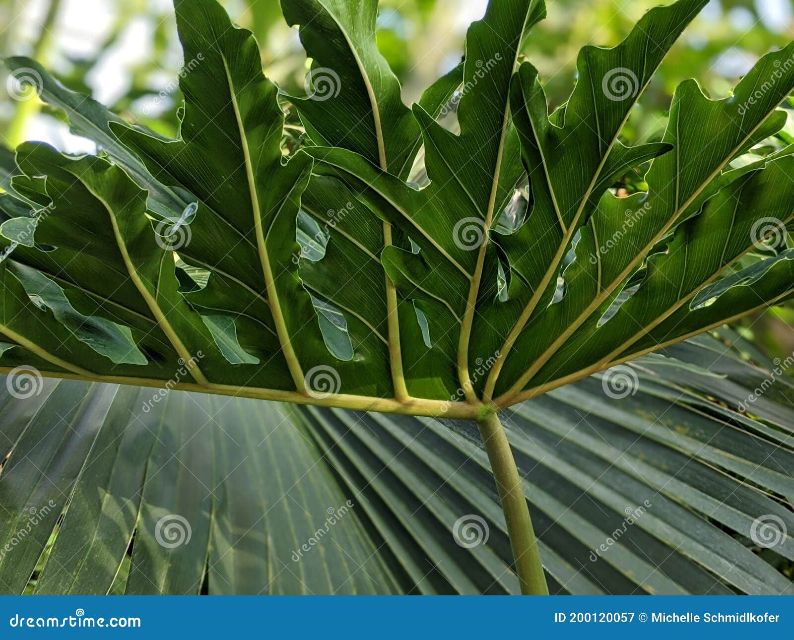 View of Giant Leaf from Below Stock Image - Image of leaf, rainforest ...