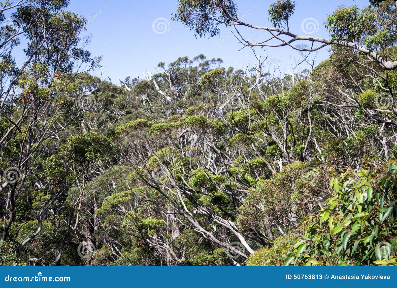 A View of the Giant Trees in Tree Top Walk in Walpole Stock Image ...