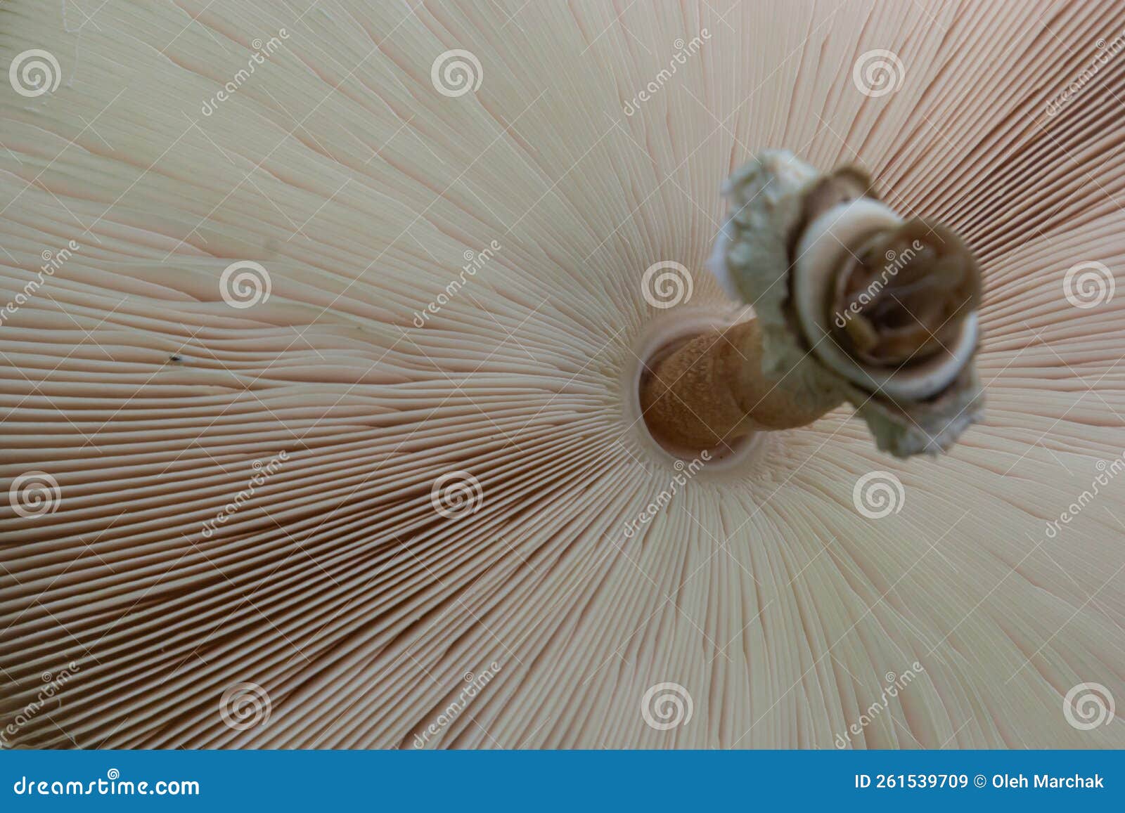 Mushroom Texture Royalty-Free Stock Image | CartoonDealer.com #26506