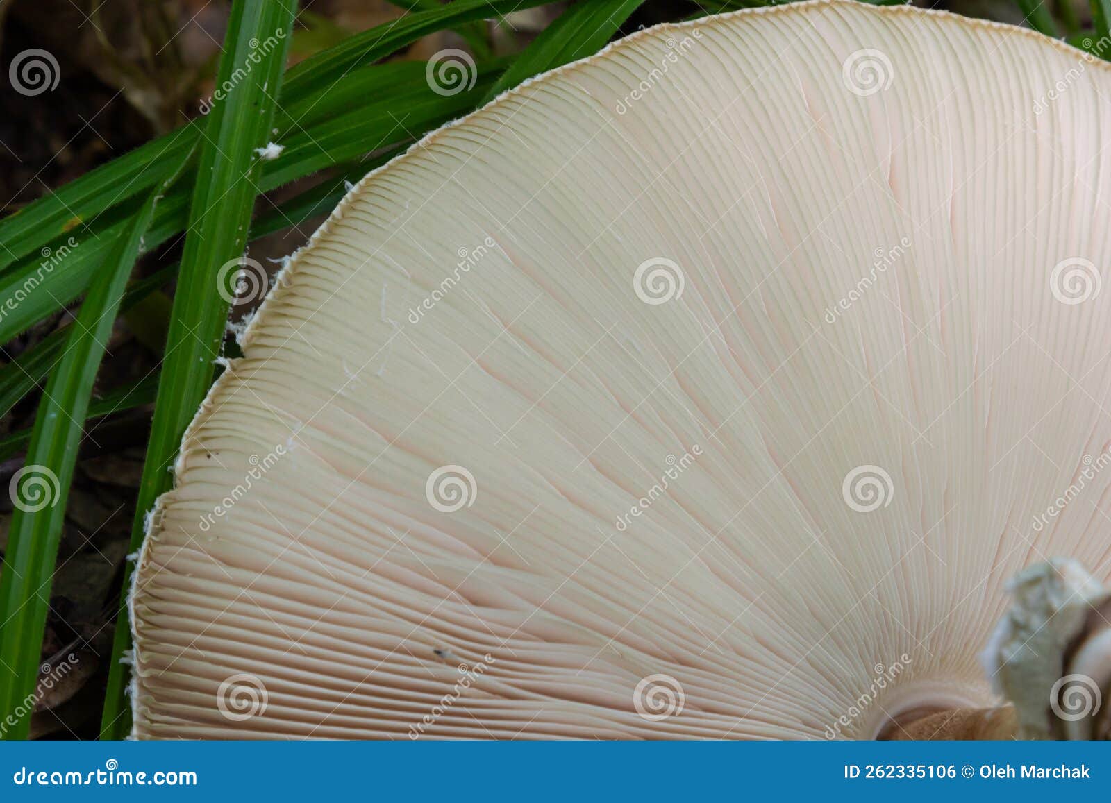 A View of the Gills of the Umbrella Mushroom. Mushroom Texture Close-up ...