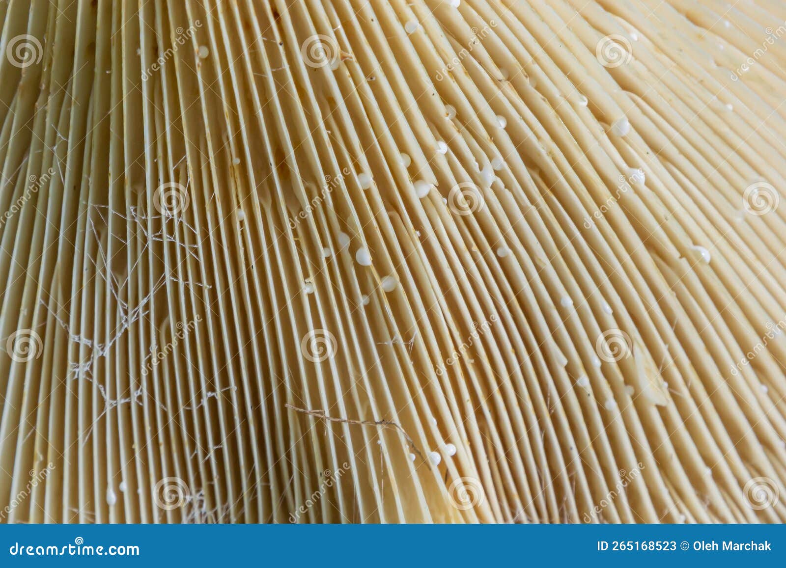 A View of the Gills of the Umbrella Mushroom. Mushroom Texture Close-up ...