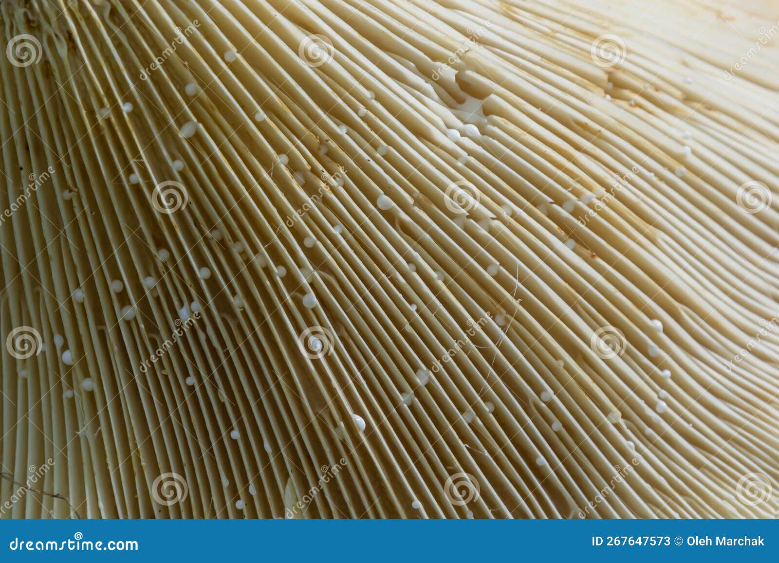A View of the Gills of the Umbrella Mushroom. Mushroom Texture Close-up ...