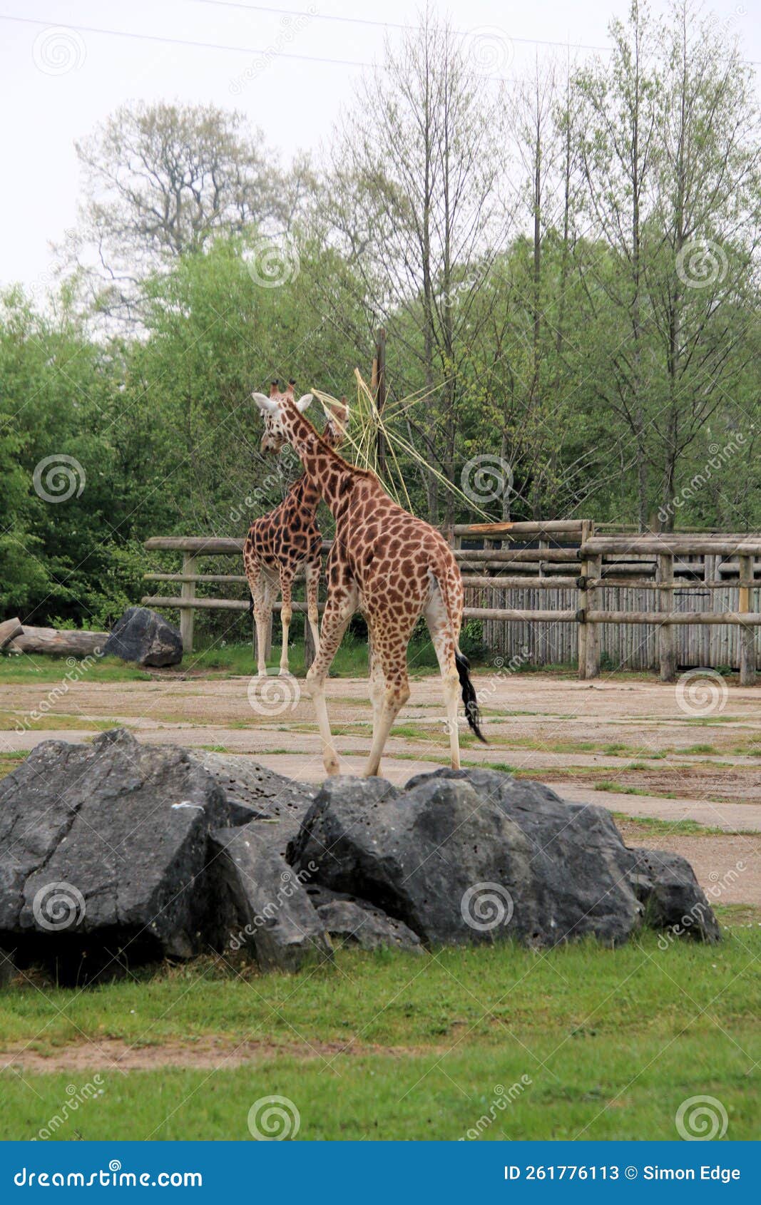 A view of a Giraffe stock image. Image of tailed, wild - 261776113