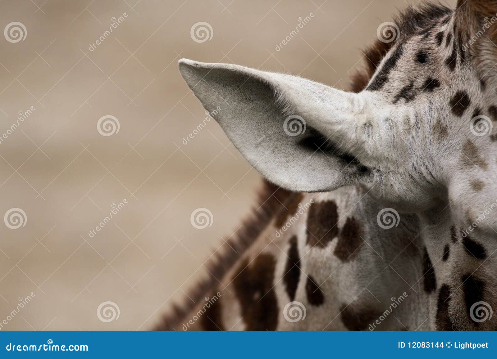 View of a giraffe s ear stock photo. Image of female - 12083144