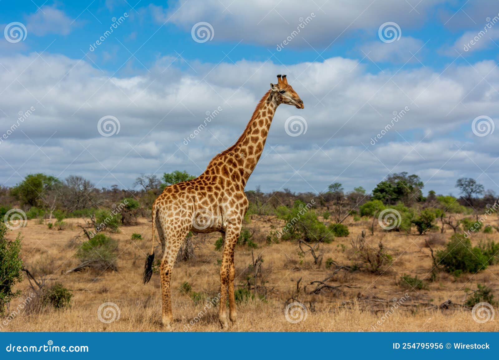 View of the Giraffe in the Safari Stock Photo - Image of view, brown ...