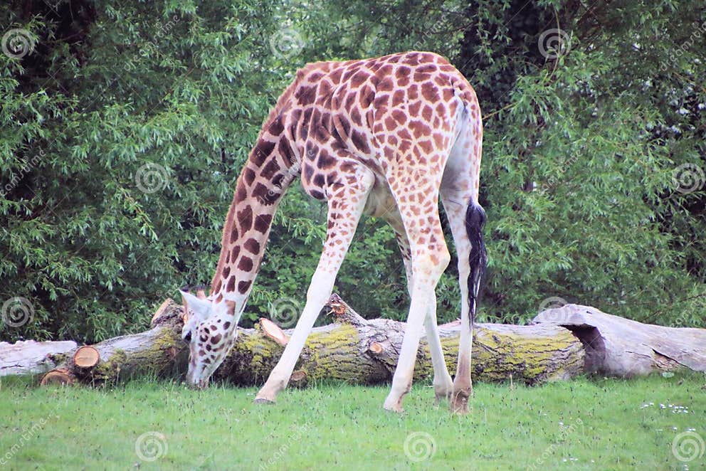 A view of a Giraffe stock photo. Image of meerkat, skunk - 261776126