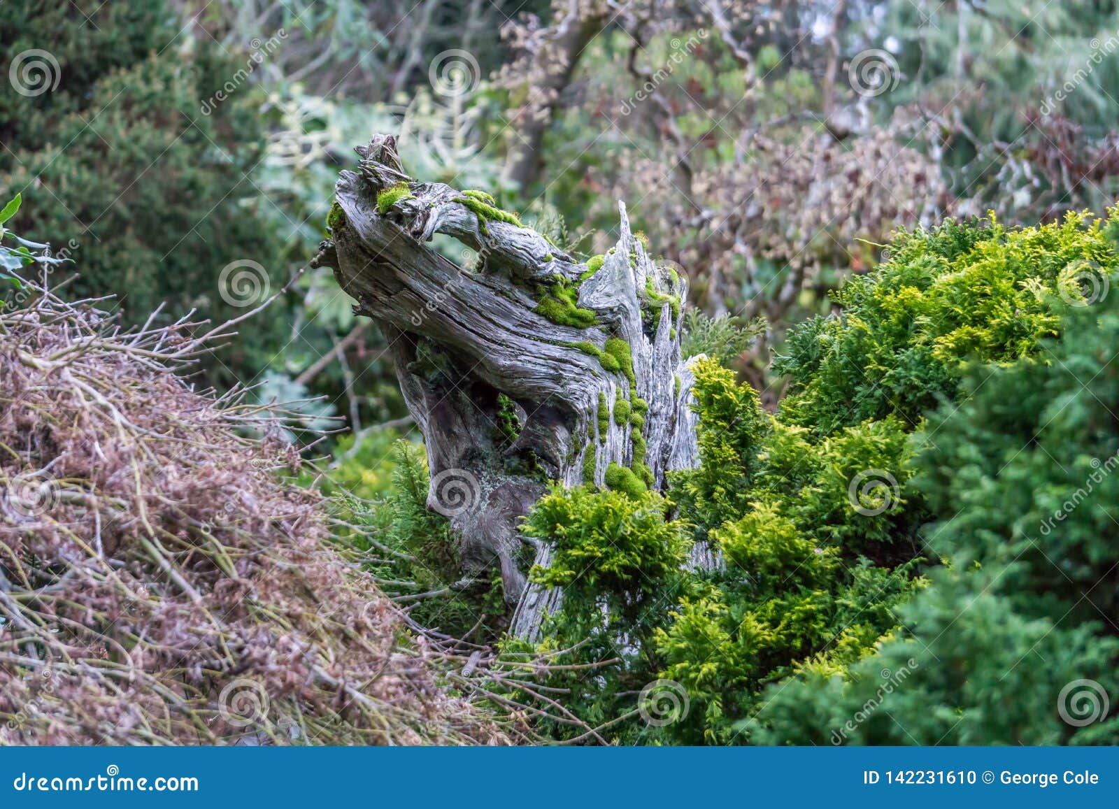 Gnarled Dead Tree Stump stock photo. Image of tree, grain - 142231610