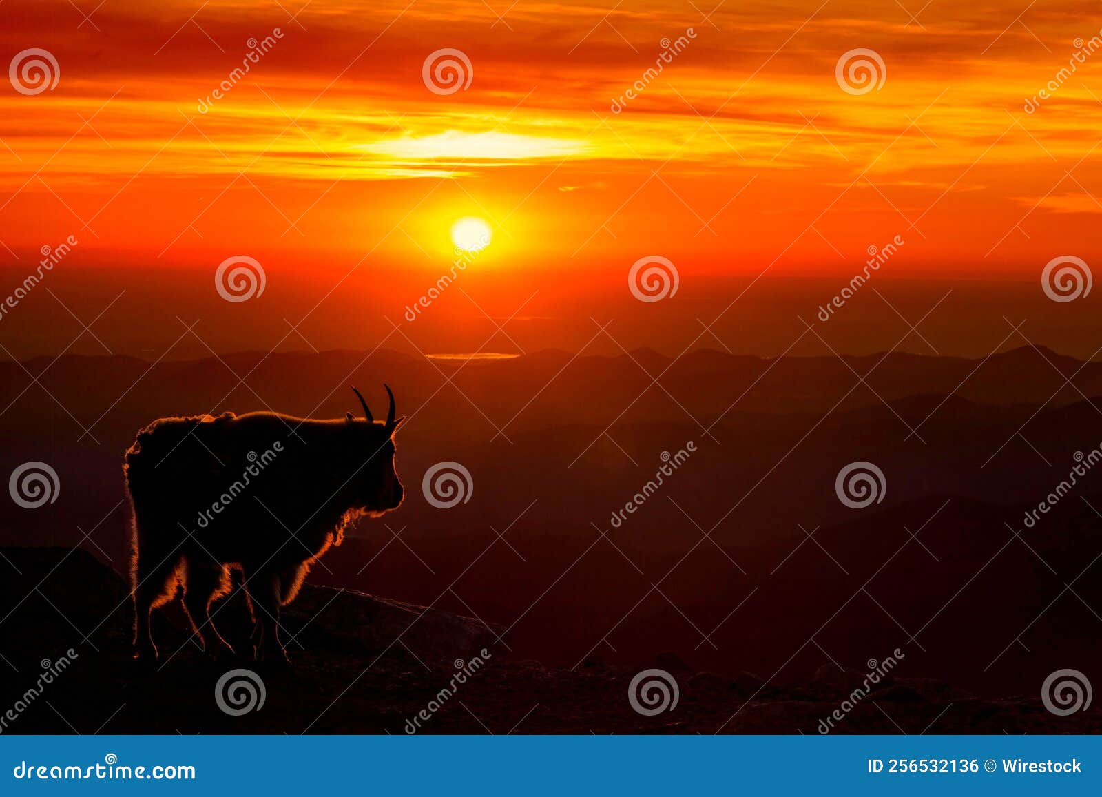 View of a Goat on a Background of an Orange Sunset Stock Photo - Image ...