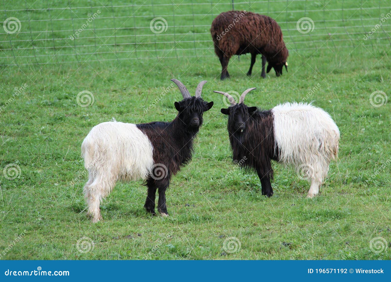 View of goat in the field stock photo. Image of sheep - 196571192